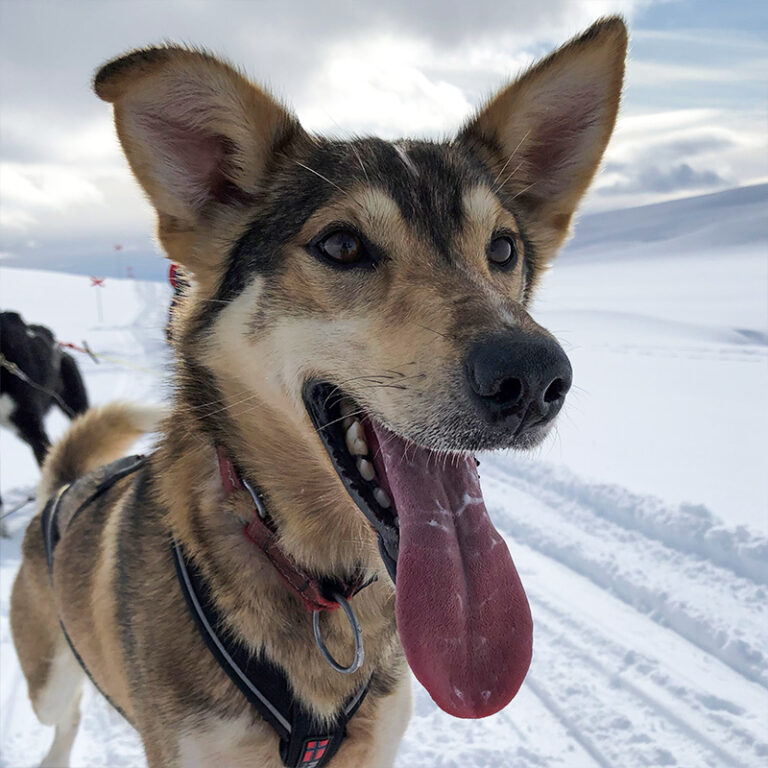 Get to know our huskies - Yellow Snow Husky Tours