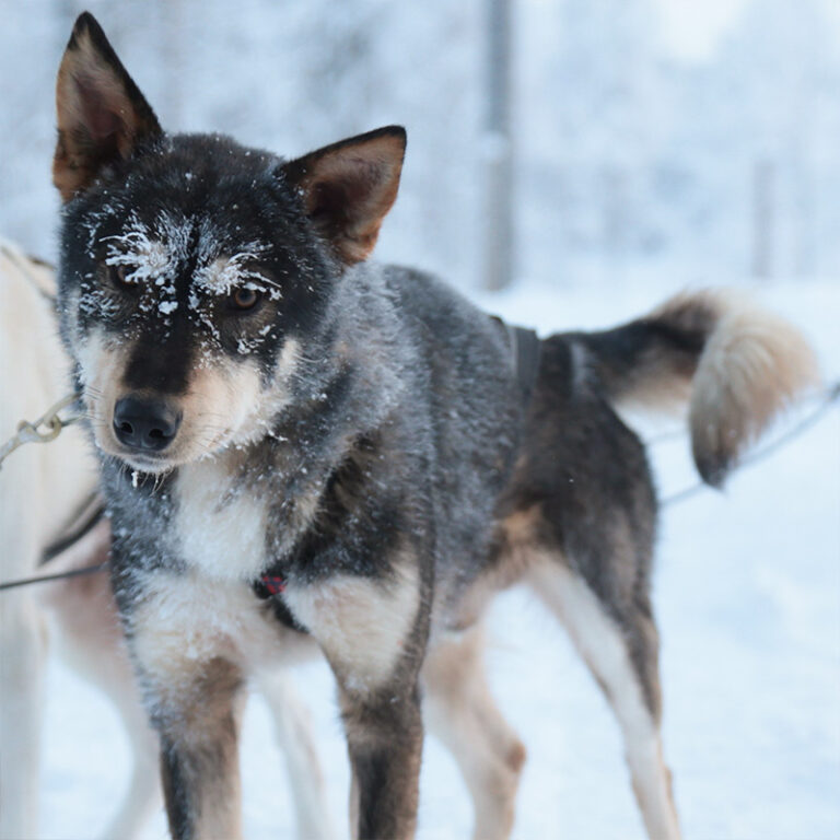 Get to know our huskies - Yellow Snow Husky Tours