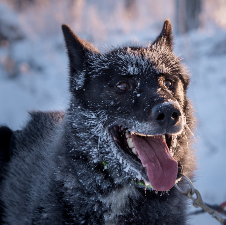 Get to know our huskies - Yellow Snow Husky Tours