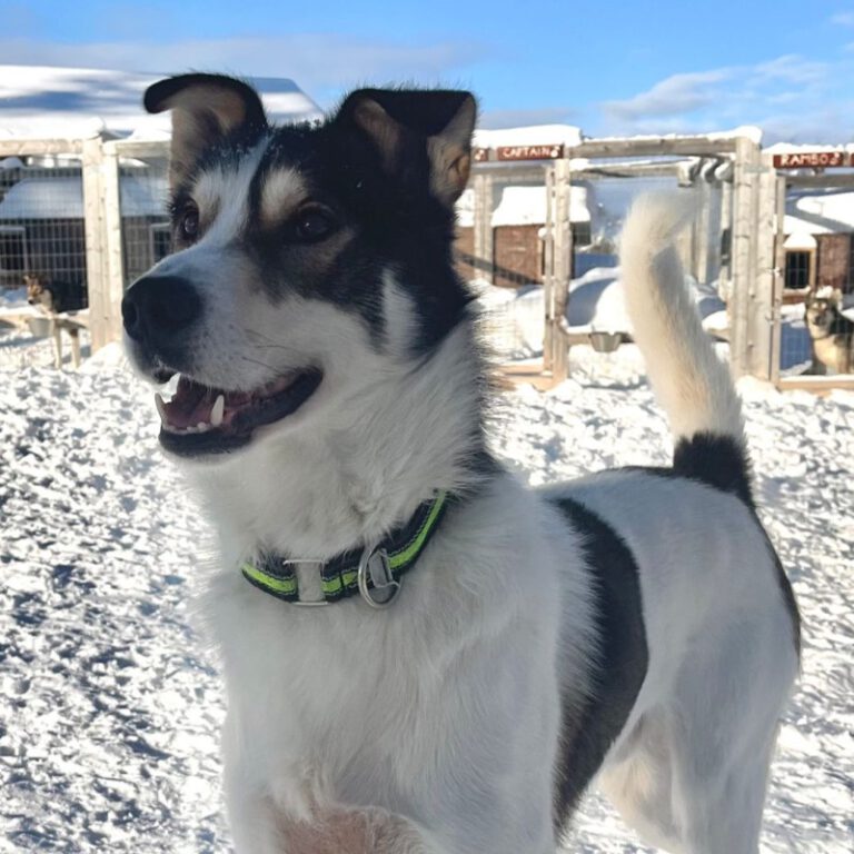 Get to know our huskies - Yellow Snow Husky Tours