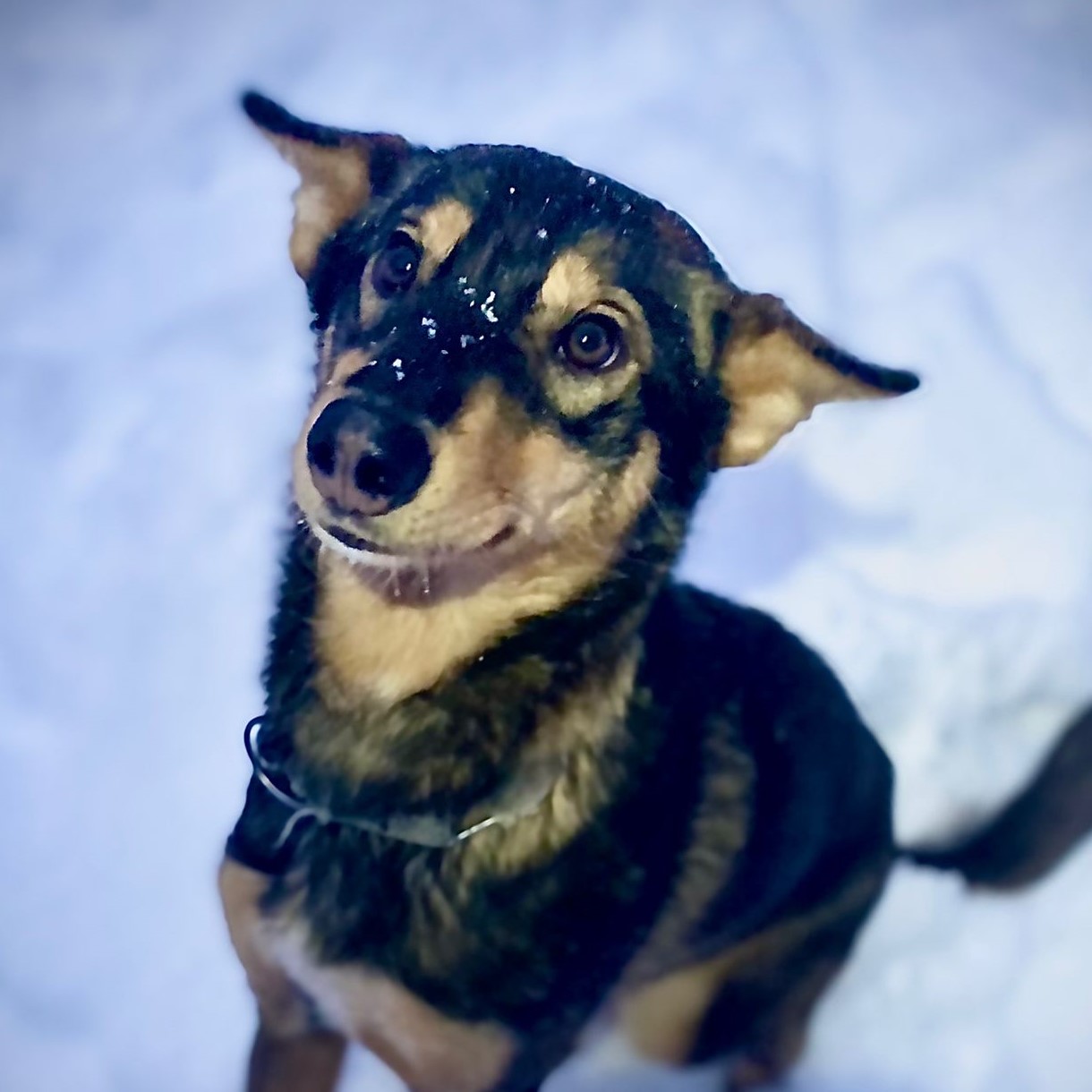 Get to know our huskies - Yellow Snow Husky Tours